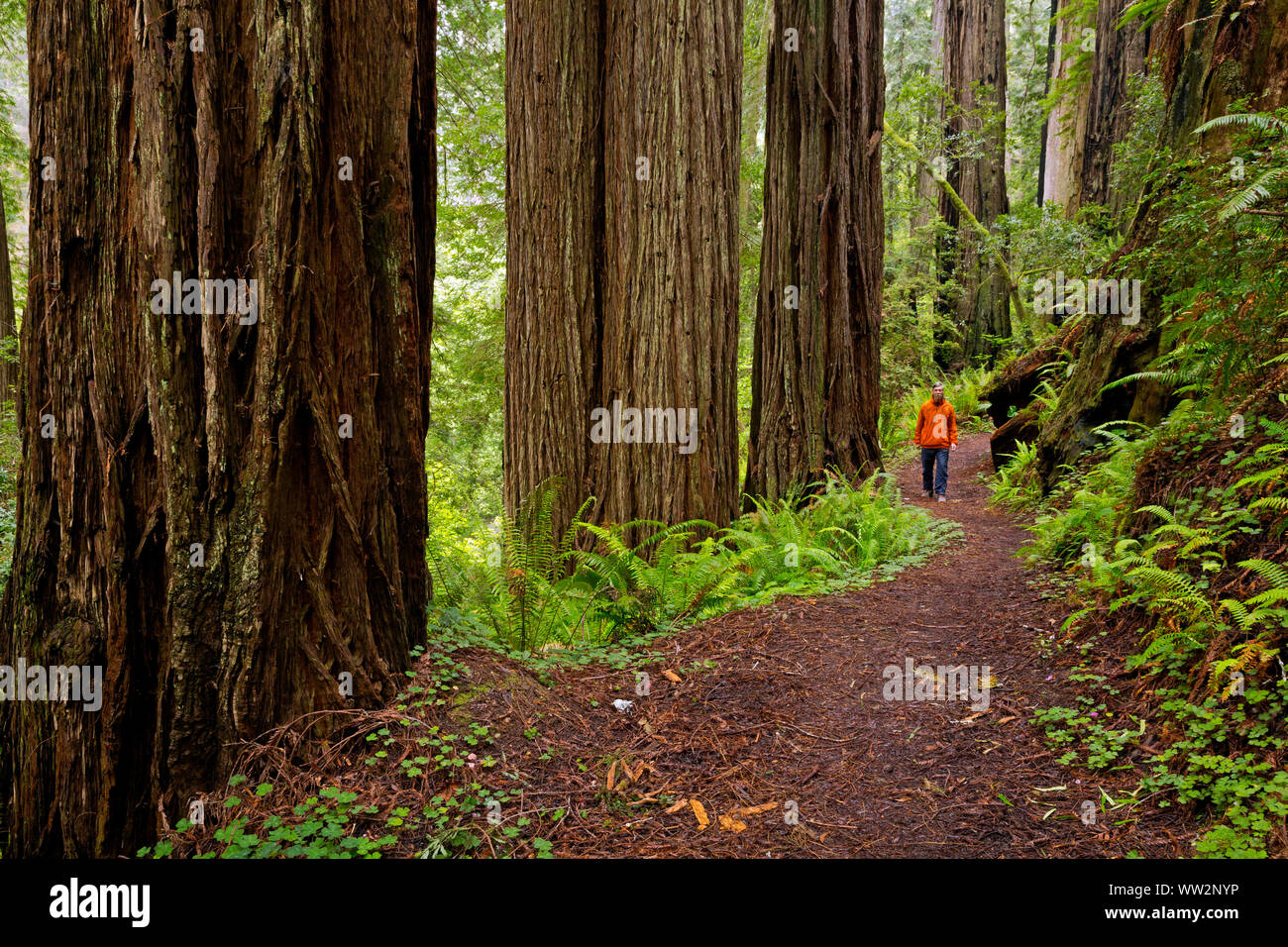 CA03565-00...CALIFORNIA - Redwood forest along the James Irvine Trail ...