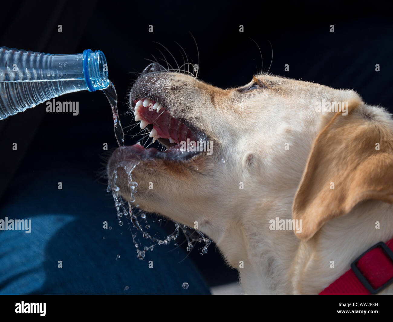 Labrador retriever breed dog drinking water from a bottle Stock Photo ...