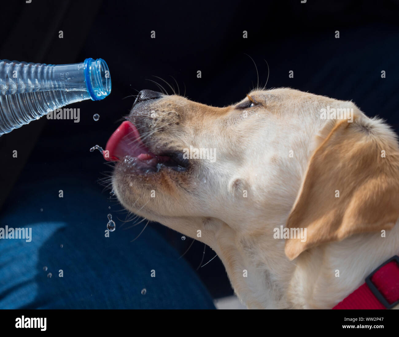 Labrador retriever breed dog drinking water from a bottle Stock Photo ...
