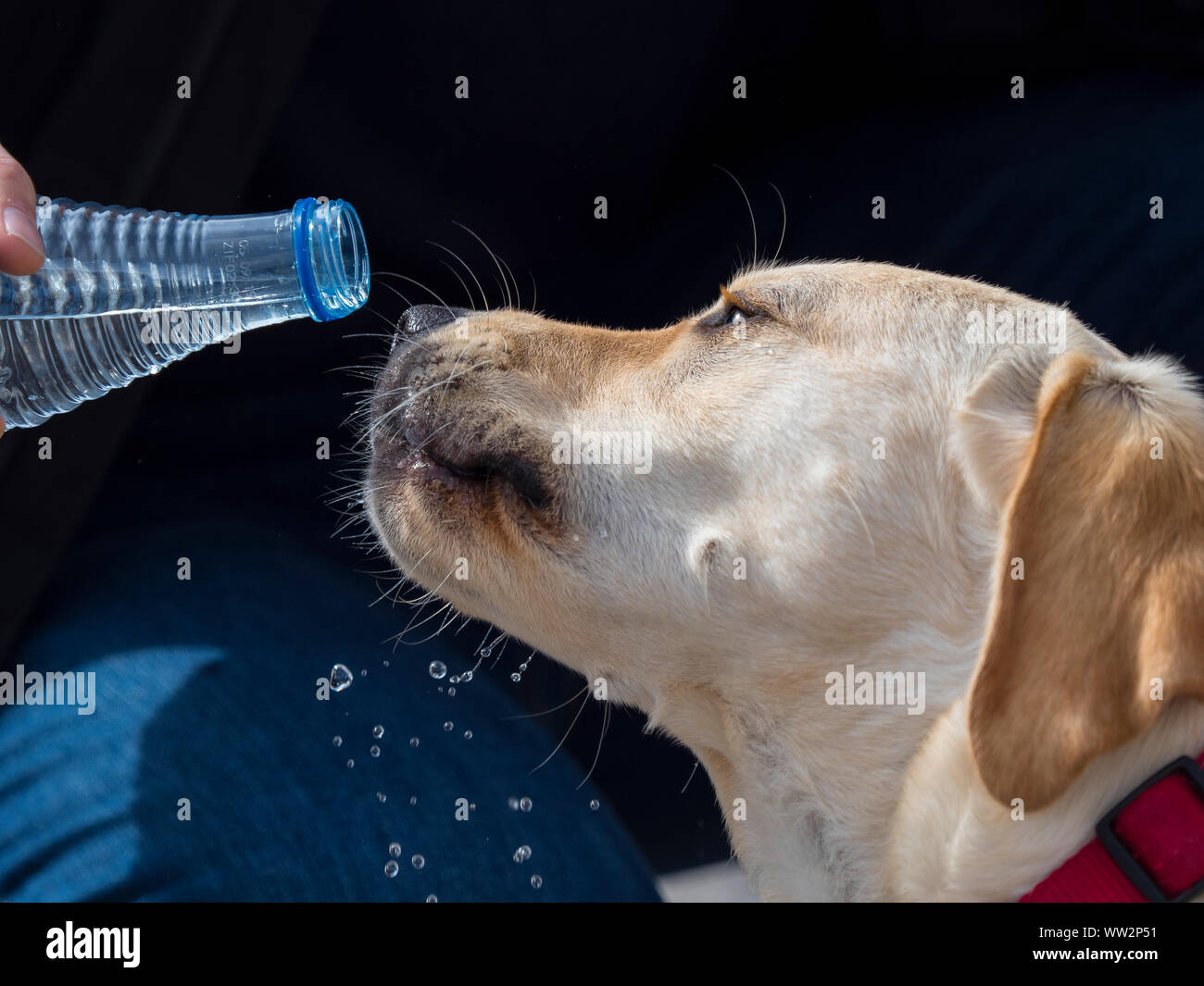 Labrador retriever breed dog drinking water from a bottle Stock Photo ...