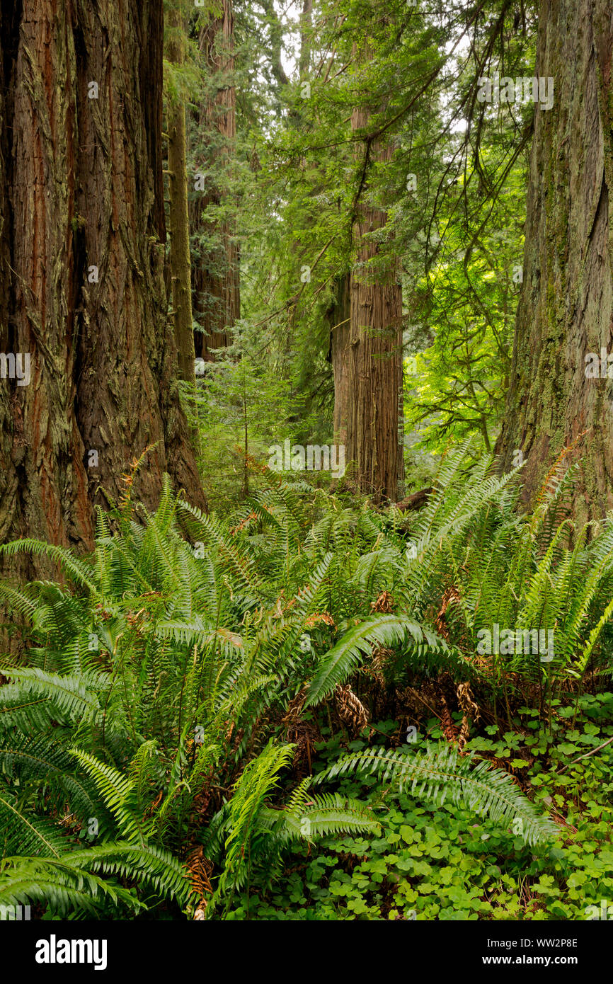 California redwoods spring state parks trees united states of america ...