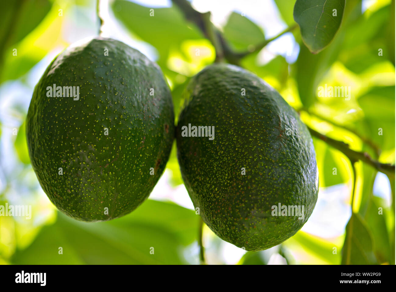 Avocado images hi-res stock photography and images - Alamy