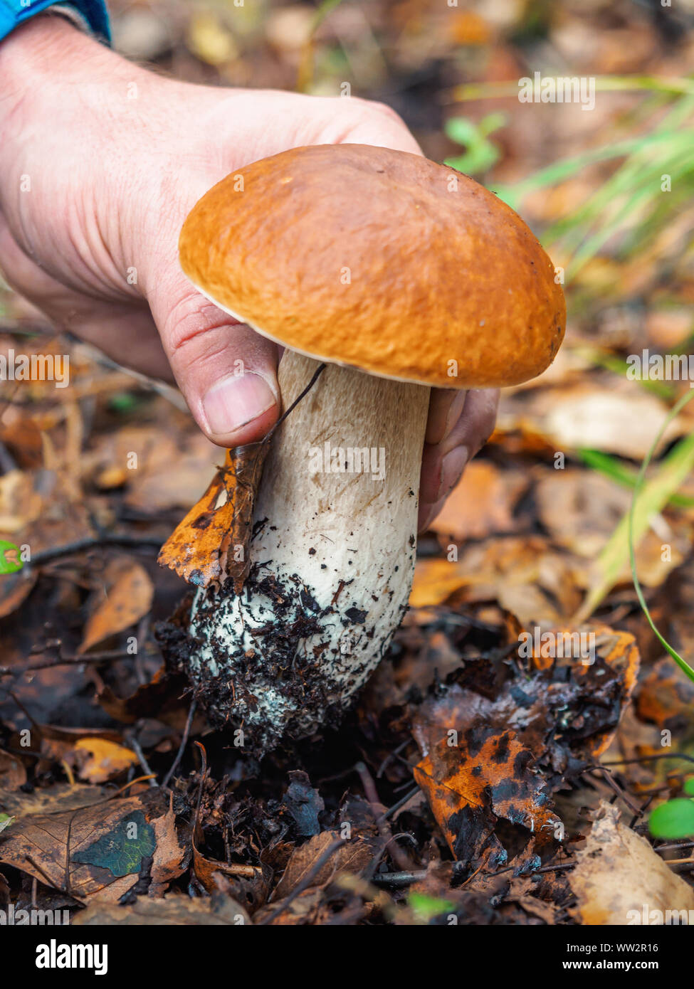 Human hand picks a white mushroom. Looking for mushrooms in the forest ...