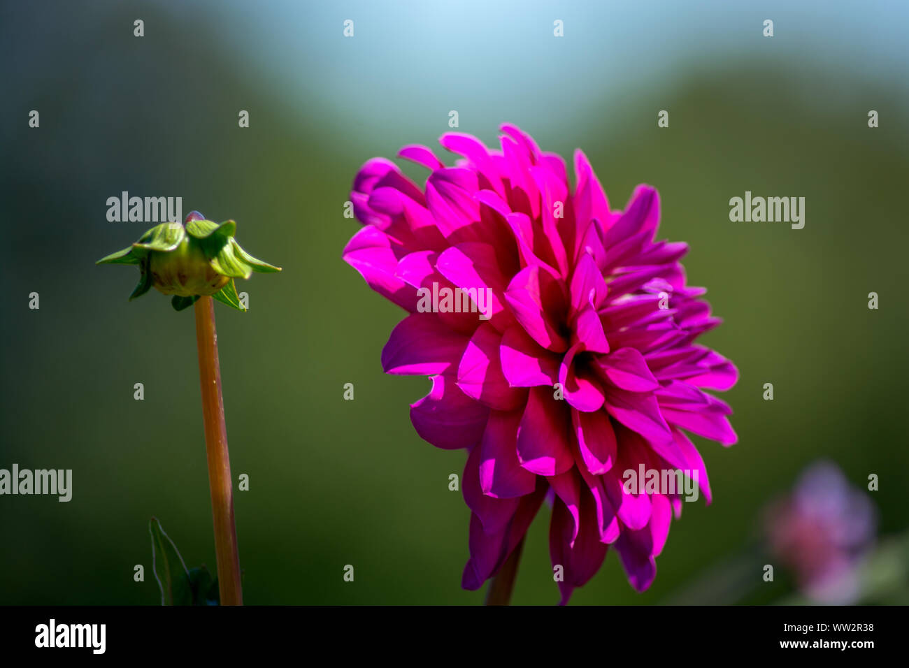 Gilliflower hi-res stock photography and images - Alamy