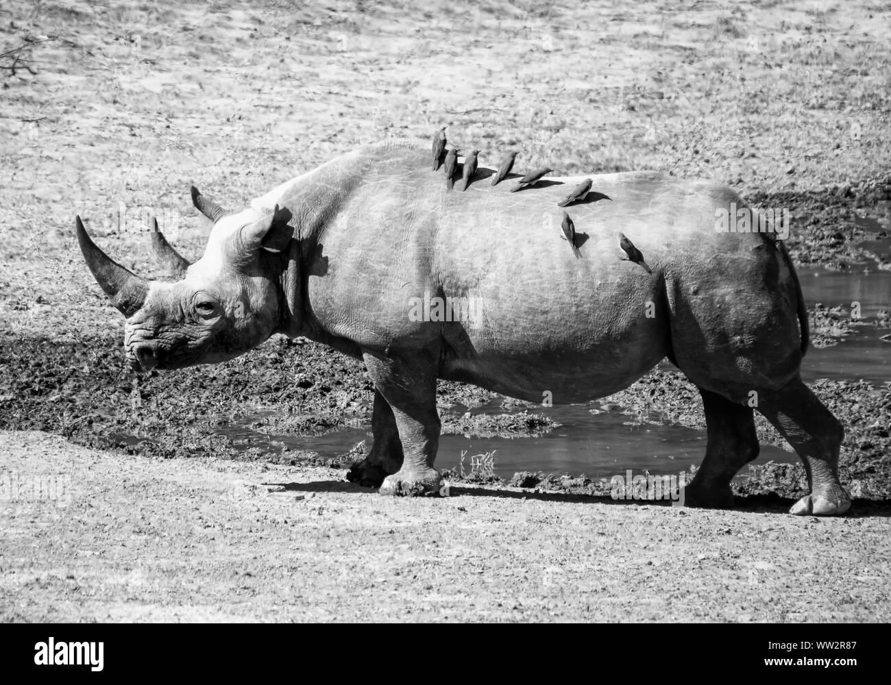 A female Black Rhino in Southern African savanna Stock Photo - Alamy