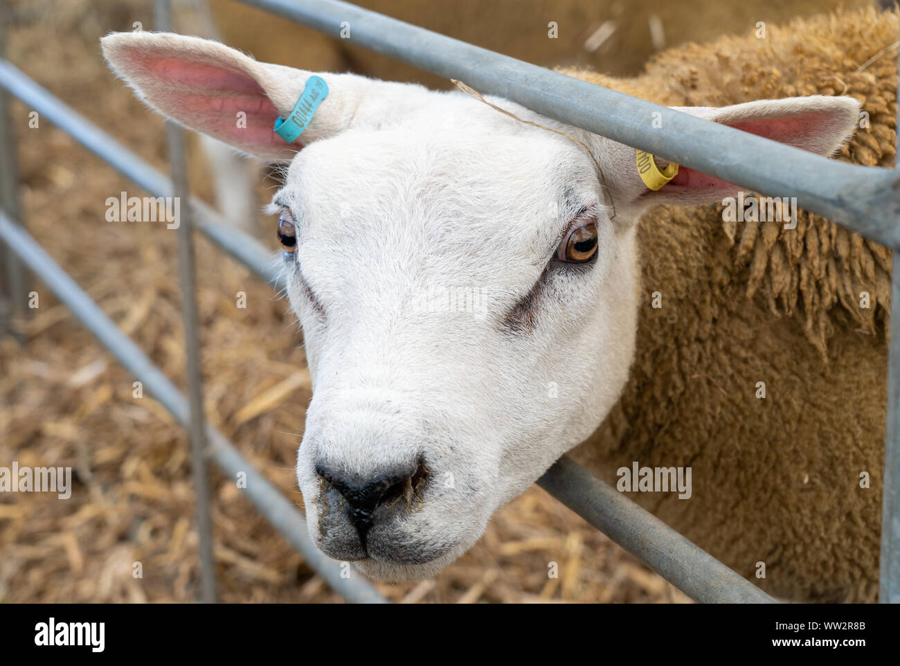 Close up of a British Berrichon sheep in a pen at an English county ...