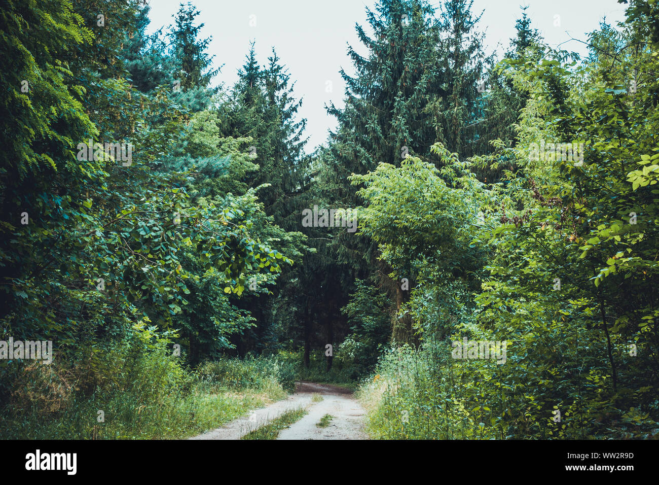 lone path in the forest Stock Photo - Alamy