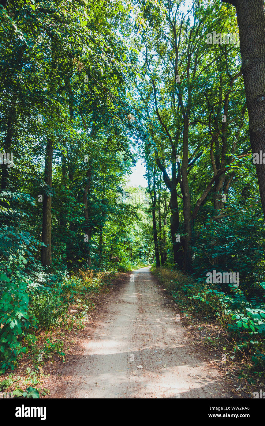 trail in a rural forest at germany Stock Photo - Alamy