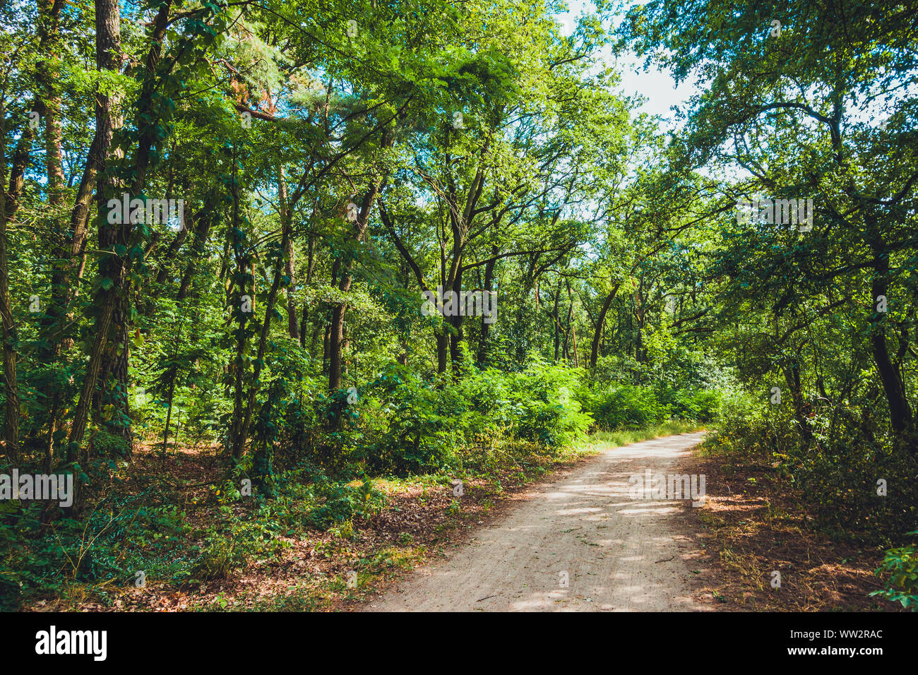 trail in a rural forest at germany Stock Photo - Alamy