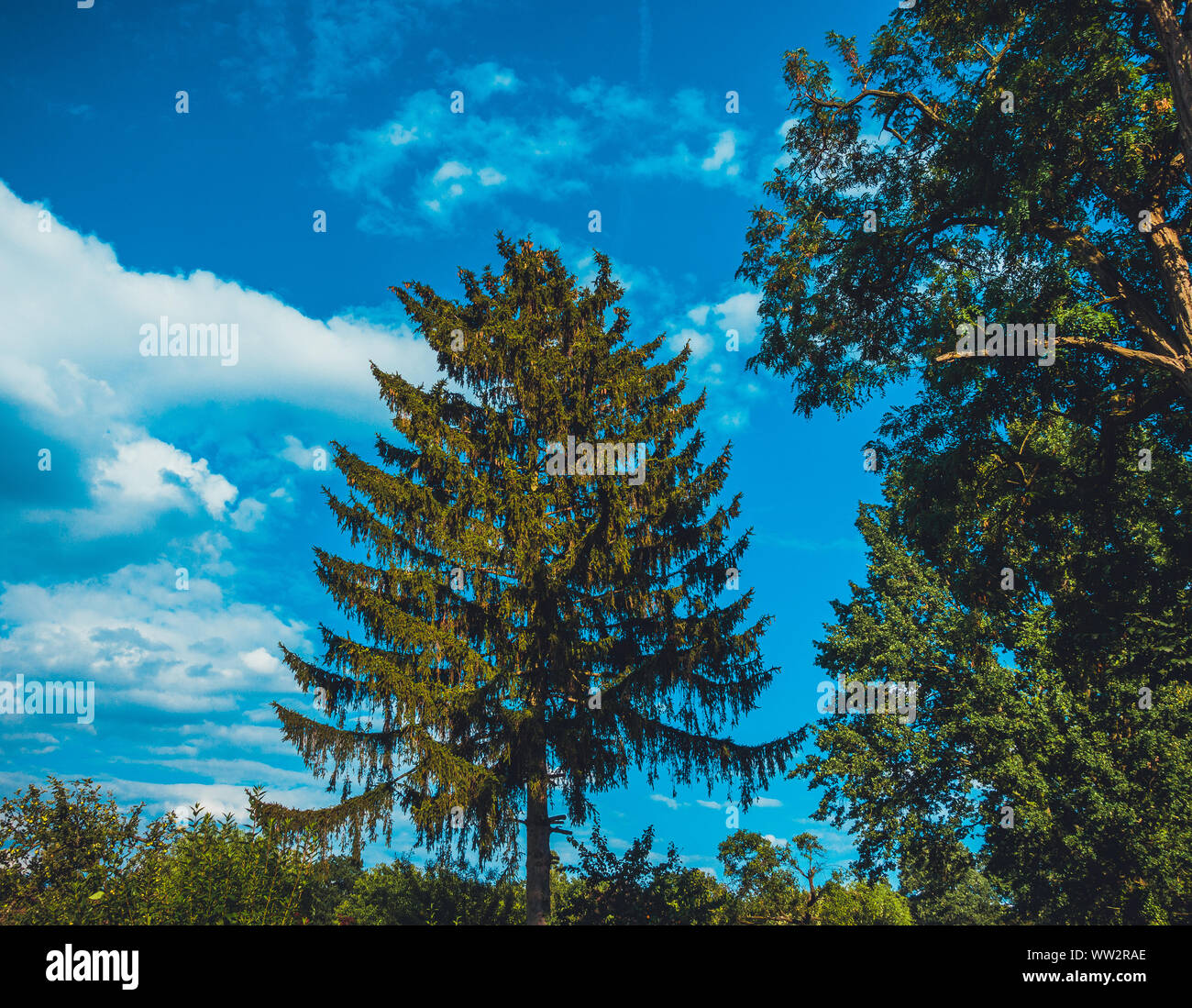treetops in a beautiful forest Stock Photo - Alamy