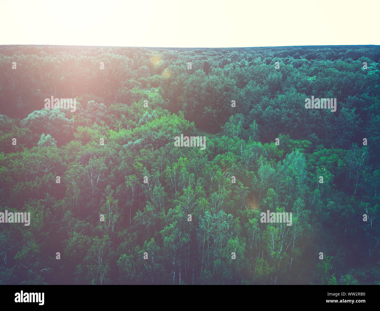 german forest photographed by drone in vintage colors Stock Photo - Alamy