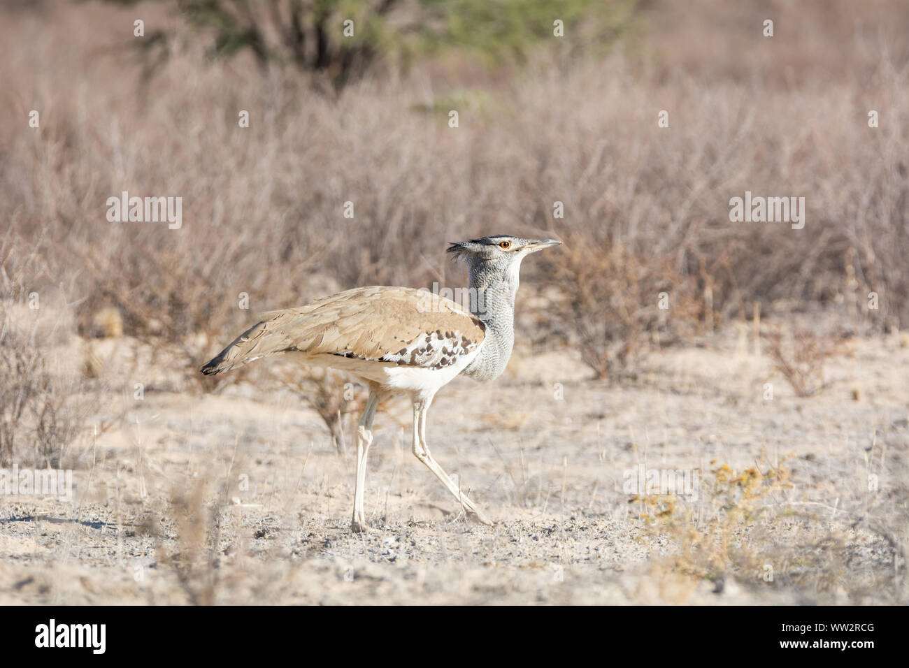 A Kori Bustard walking in Southern African savanna Stock Photo - Alamy