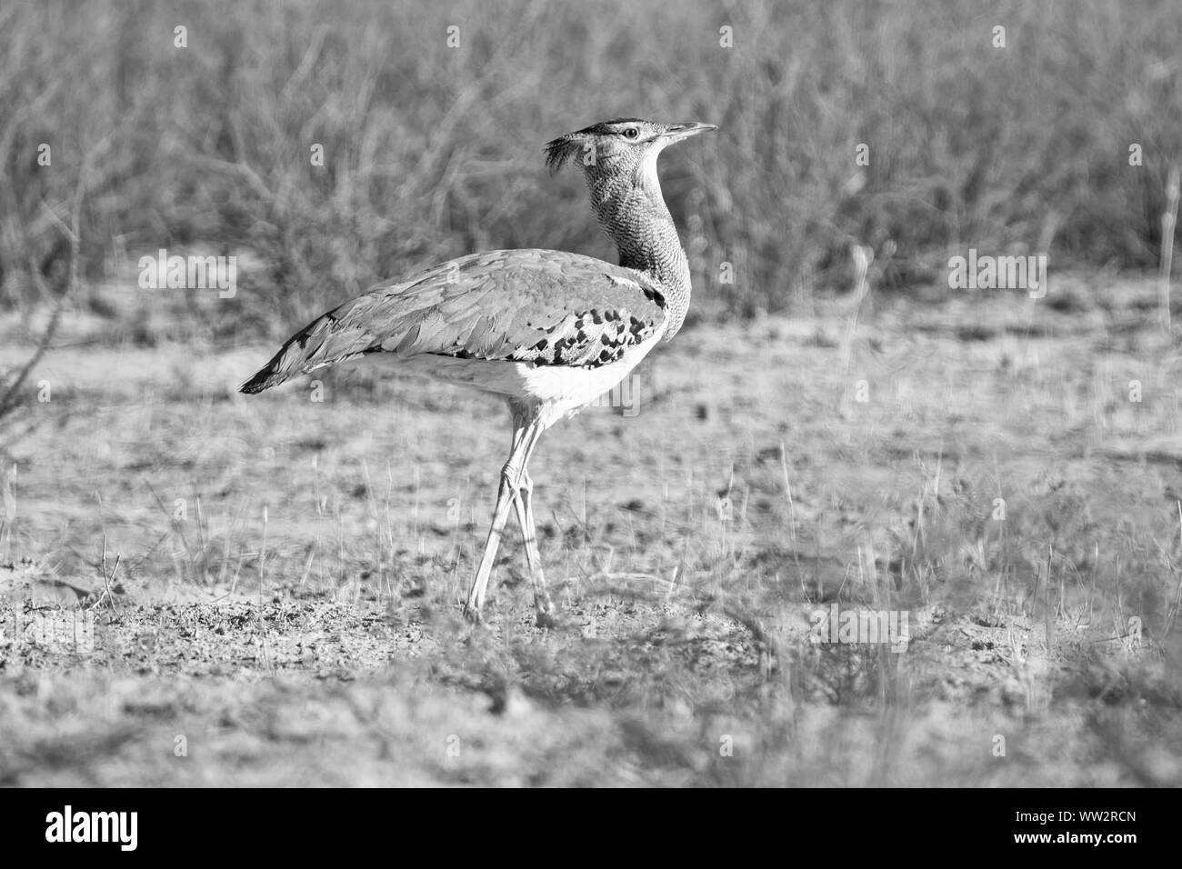 African bustards hi-res stock photography and images - Alamy