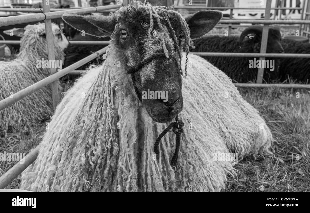 Wensleydale sheep hi-res stock photography and images - Alamy