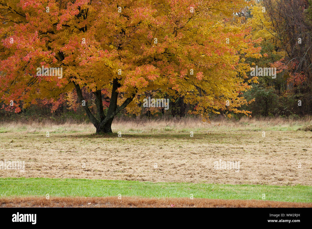 New England spreading maple tree in the autumn Stock Photo - Alamy