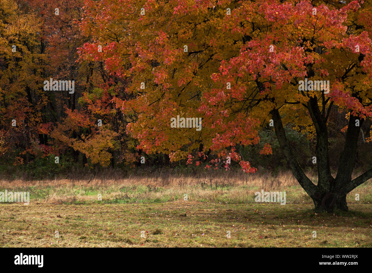 New England spreading maple tree in the autumn Stock Photo - Alamy