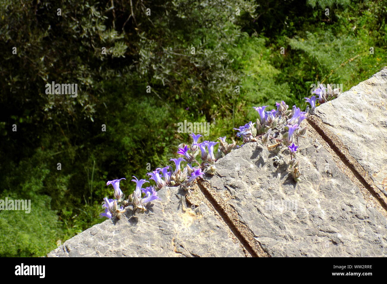 ancient, archeological, place, Delphi, Greece, old, marble, statues ...