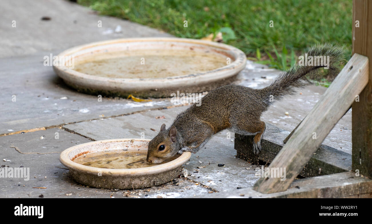 English feeder hi-res stock photography and images - Alamy