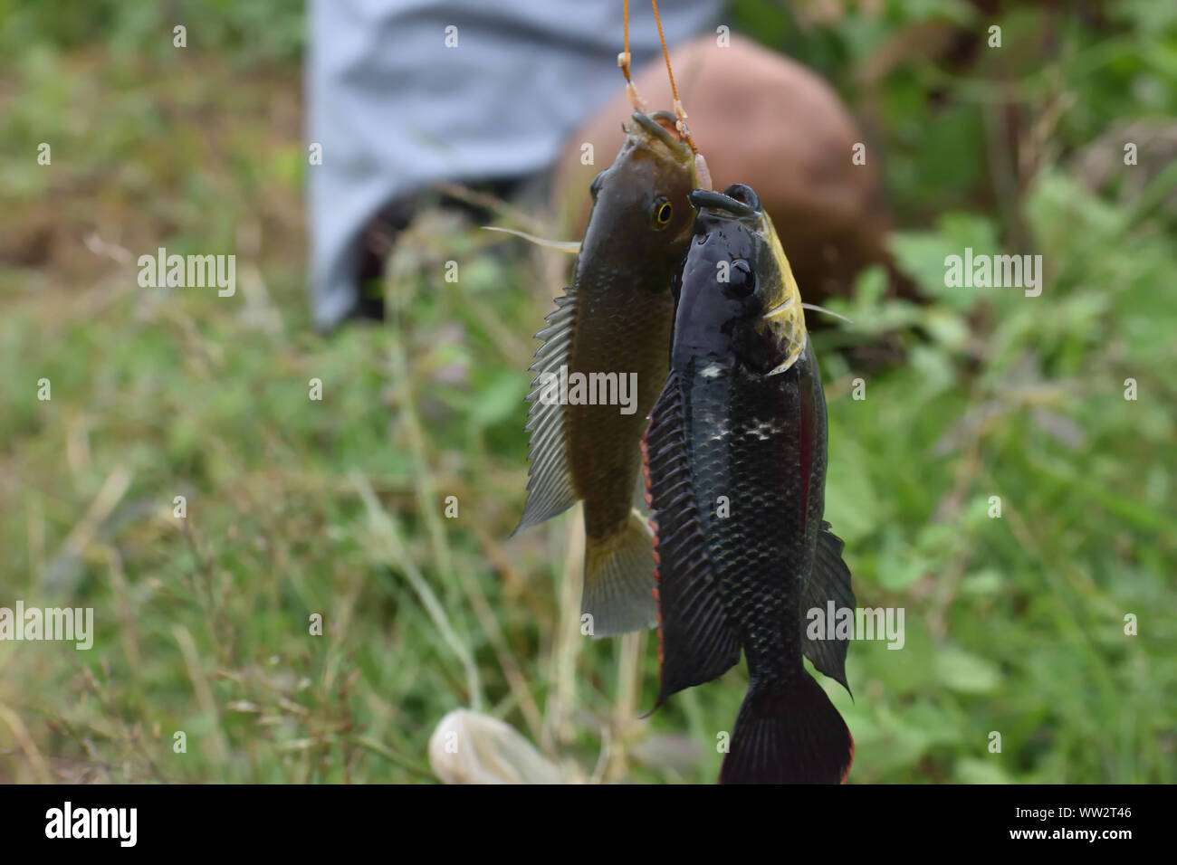 catch two fish in a hatch or fish catching on out door Stock Photo - Alamy