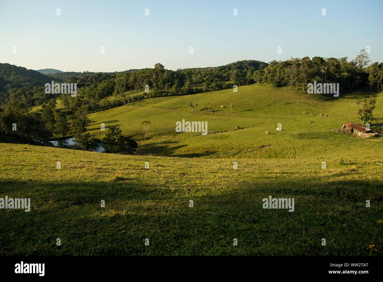 Rural scenne in Brazil. Farm background Stock Photo - Alamy