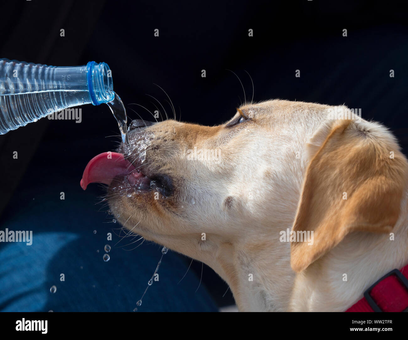 Labrador retriever breed dog drinking water from a bottle Stock Photo ...