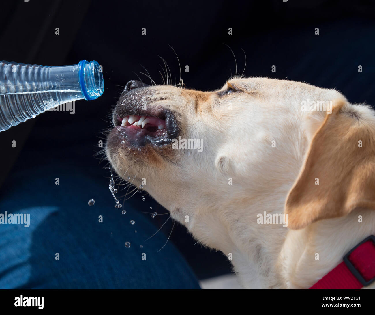 Labrador retriever breed dog drinking water from a bottle Stock Photo ...