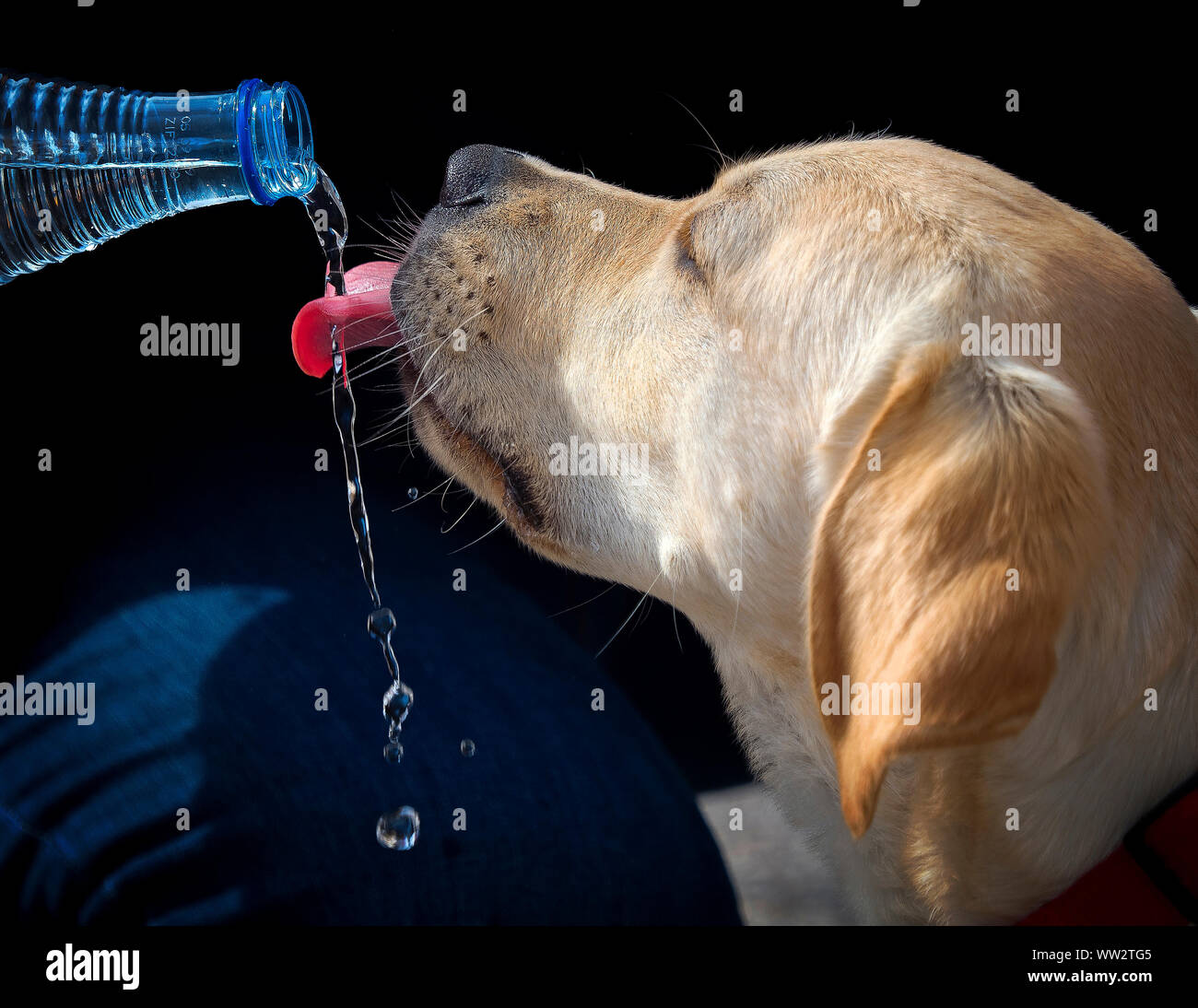 Labrador retriever breed dog drinking water from a bottle Stock Photo ...