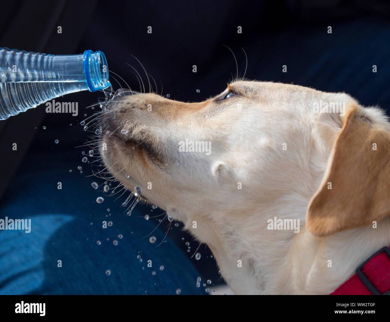 Labrador retriever breed dog drinking water from a bottle Stock Photo ...