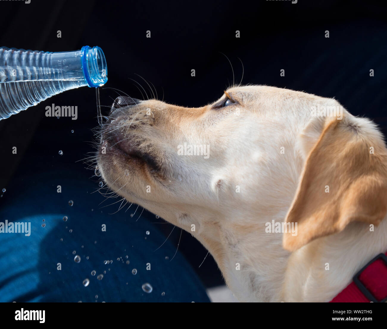 Labrador retriever breed dog drinking water from a bottle Stock Photo ...