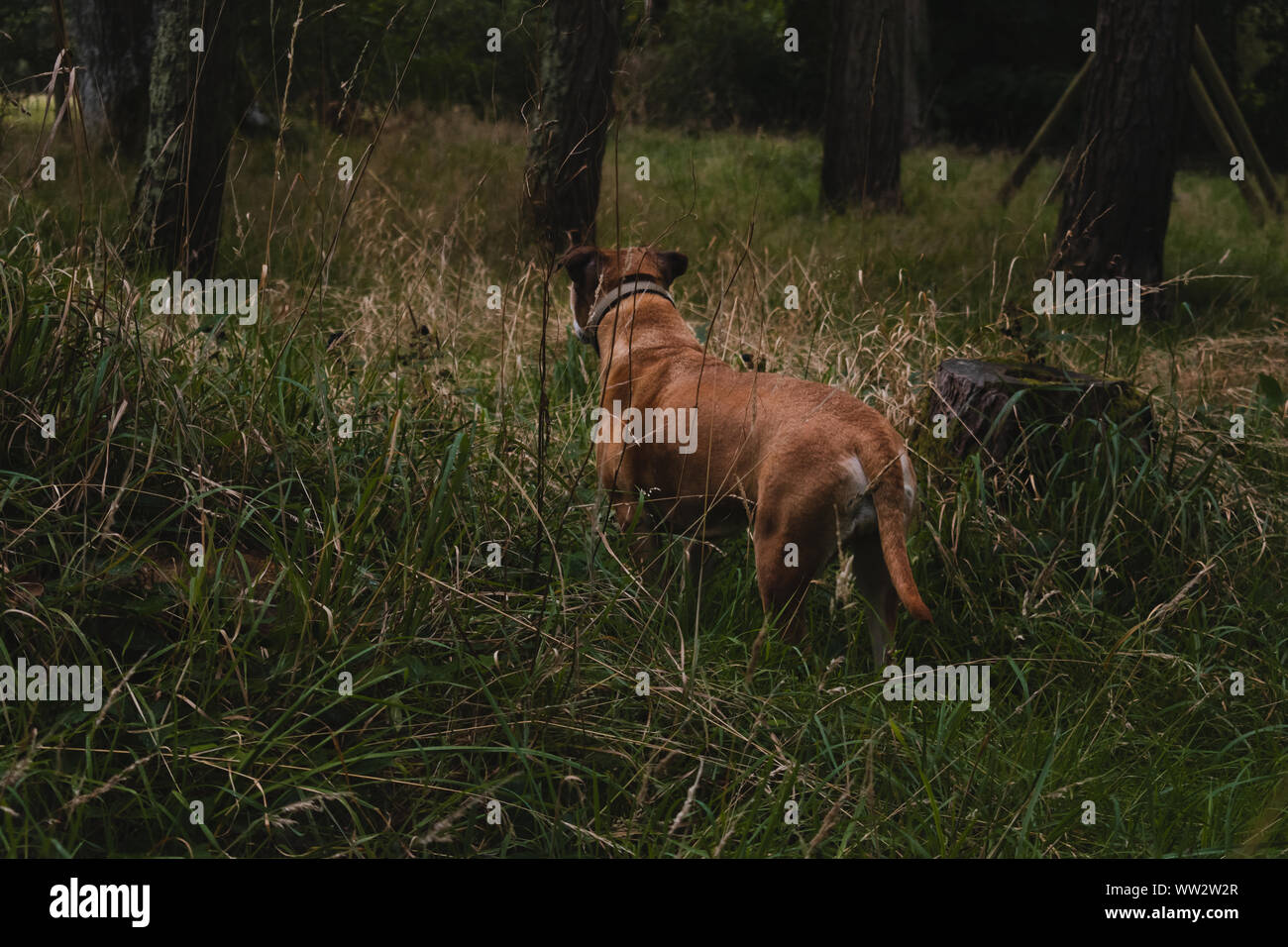 How Much Should I Walk My Mastiff Puppy