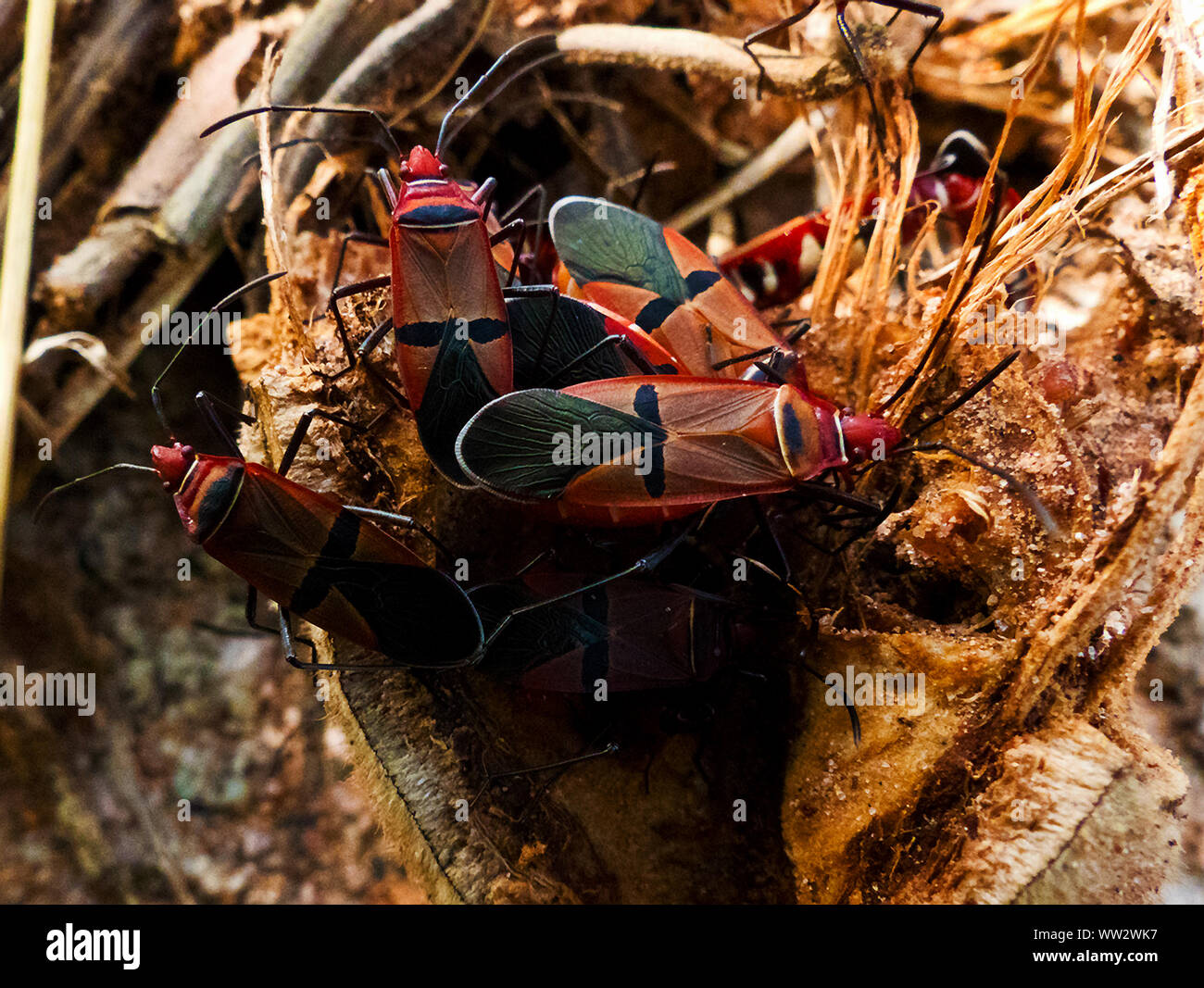 Cotton stainer hi-res stock photography and images - Alamy