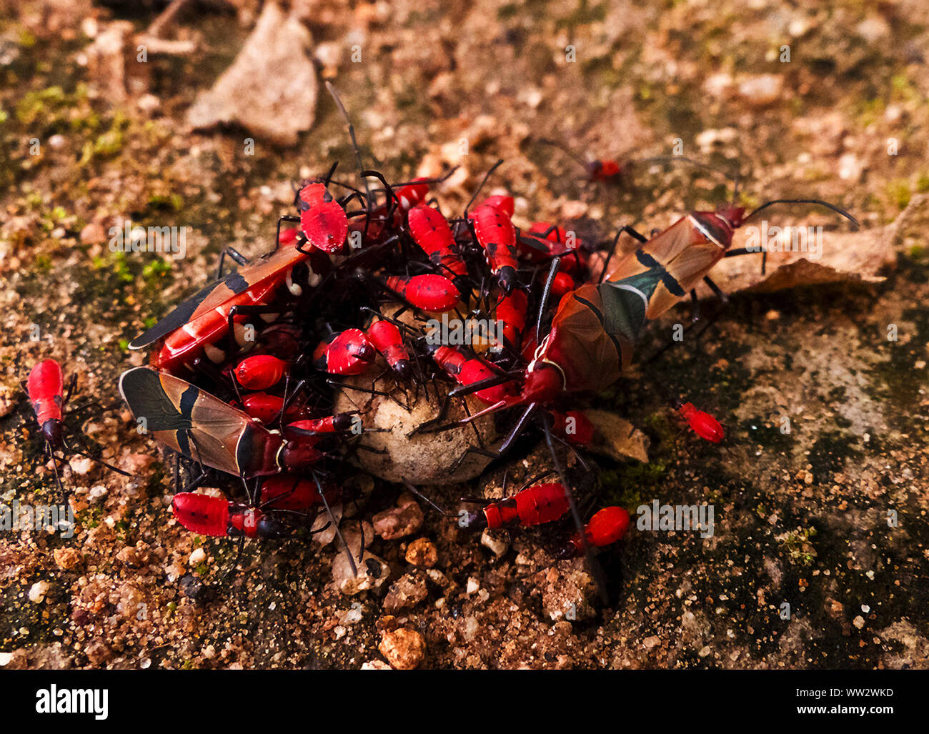 The Cotton Stainer is part of the bug family that all feed on the wild ...