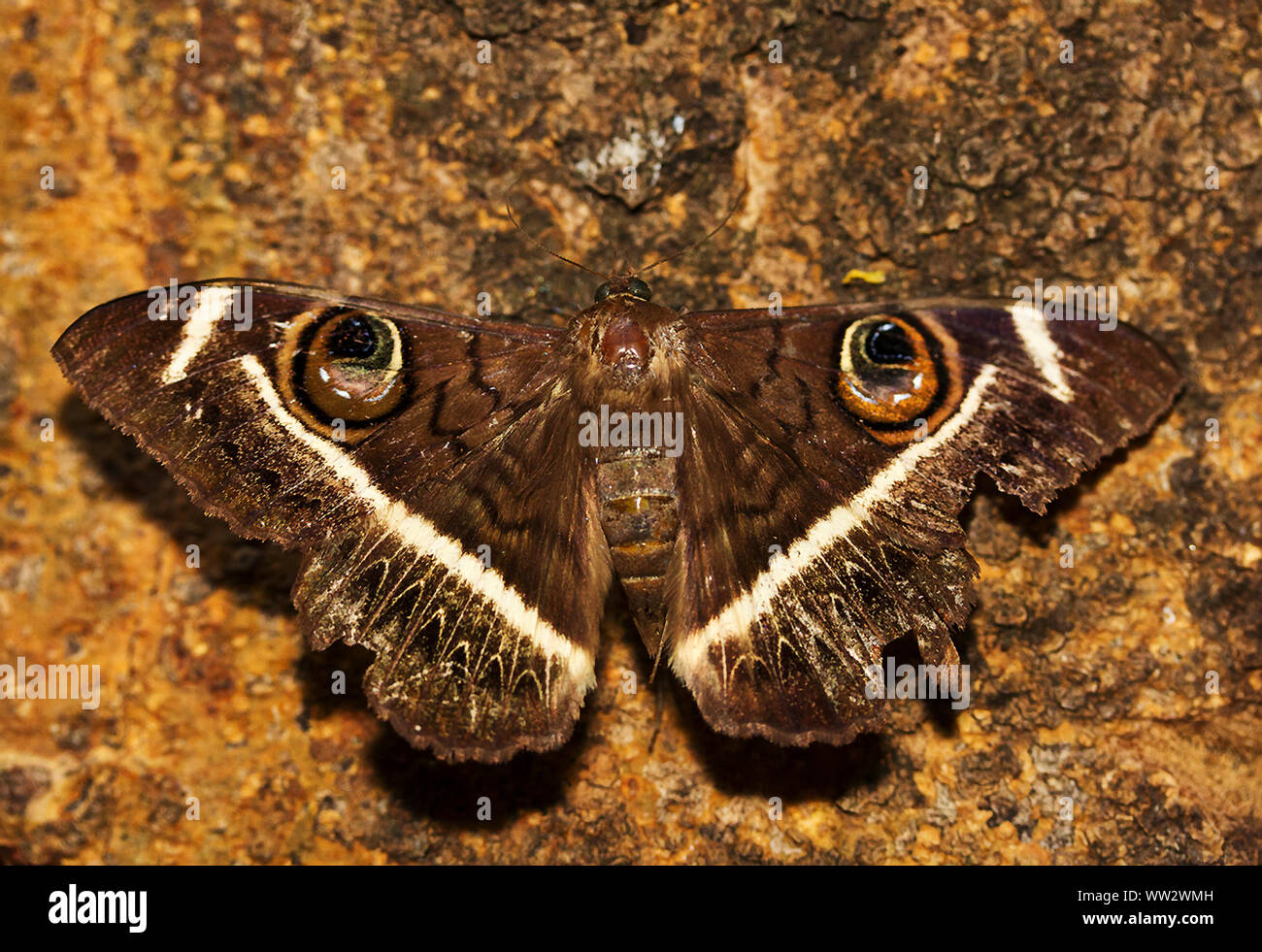 Owl Moth High Resolution Stock Photography and Images - Alamy