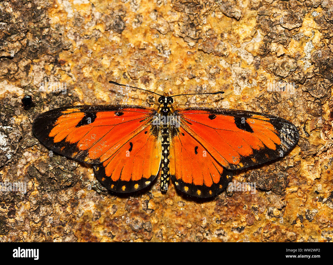 Medium size caterpillar hi-res stock photography and images - Alamy