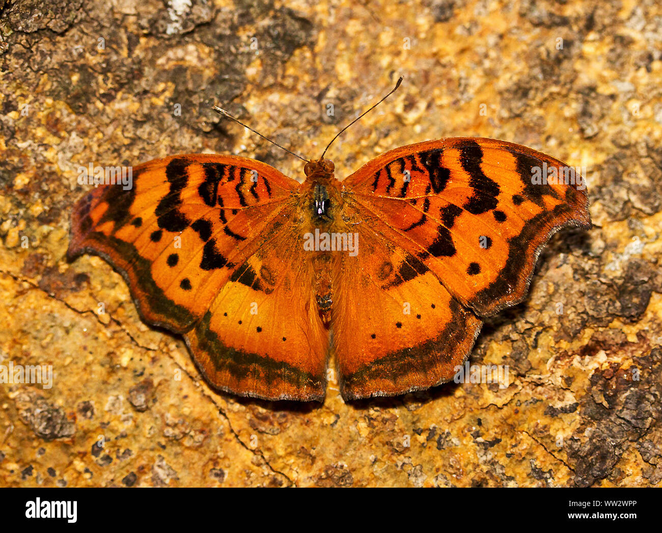 The Darker Commodore or Garden Inspector is a common and widespread ...