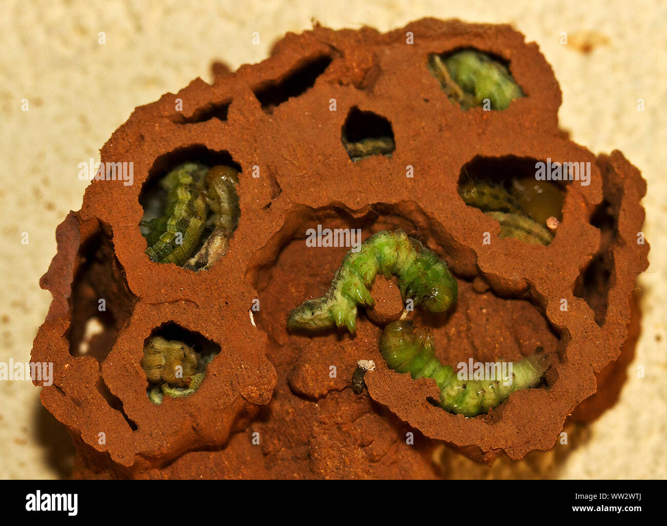 A large solitary wasp, the Large Potter Wasp female builds a mud nest ...