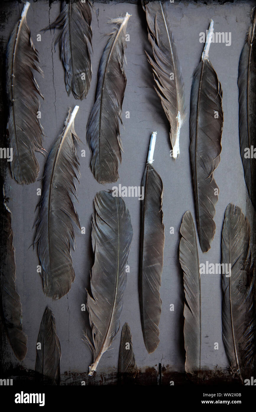 Black and grey feathers hi-res stock photography and images - Alamy