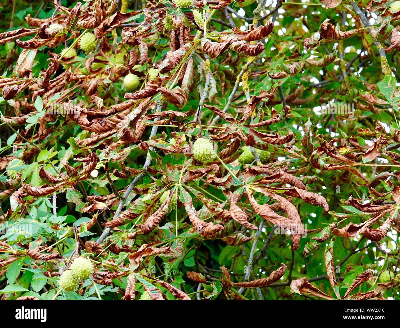 Horse chestnut tree, Aesculus hippocastanum. Forest of Saint-Germain-en ...