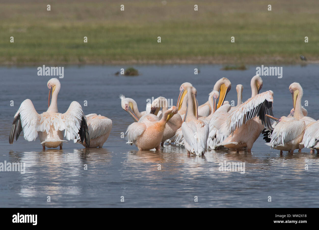 Great white pelican (Pelecanus onocrotalus), group of birds preening ...