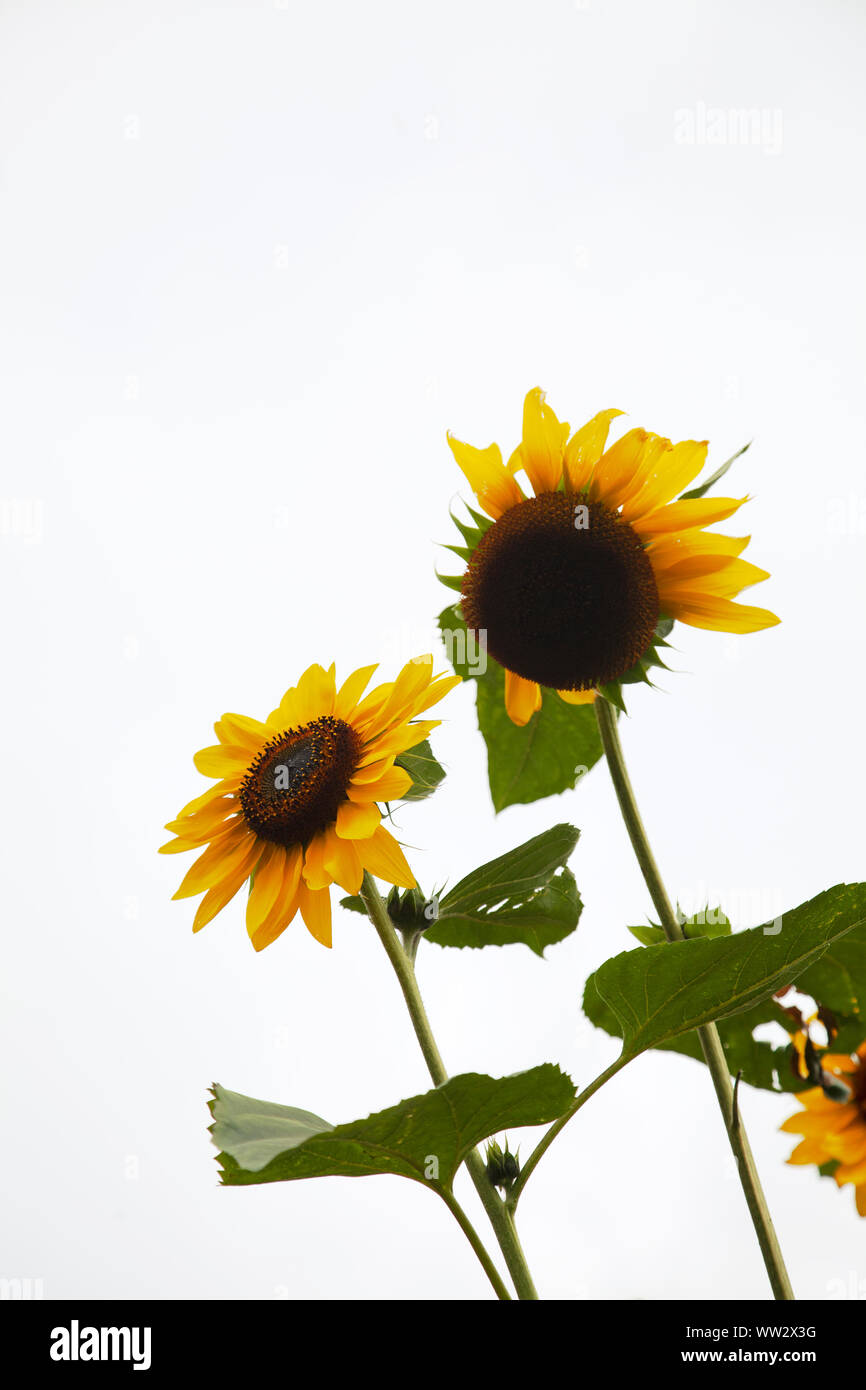 Stems of sunflower hi-res stock photography and images - Alamy