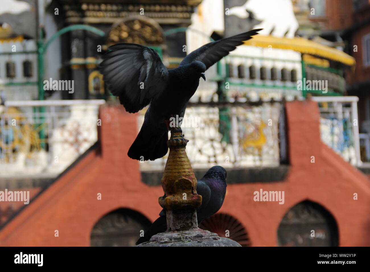 pigeons at durba square in kathmandu nepal Stock Photo - Alamy