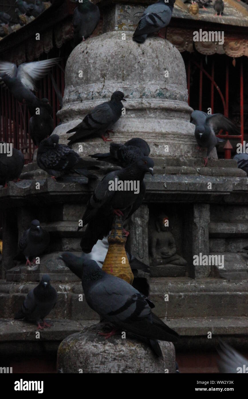 pigeons at durba square in kathmandu nepal Stock Photo - Alamy