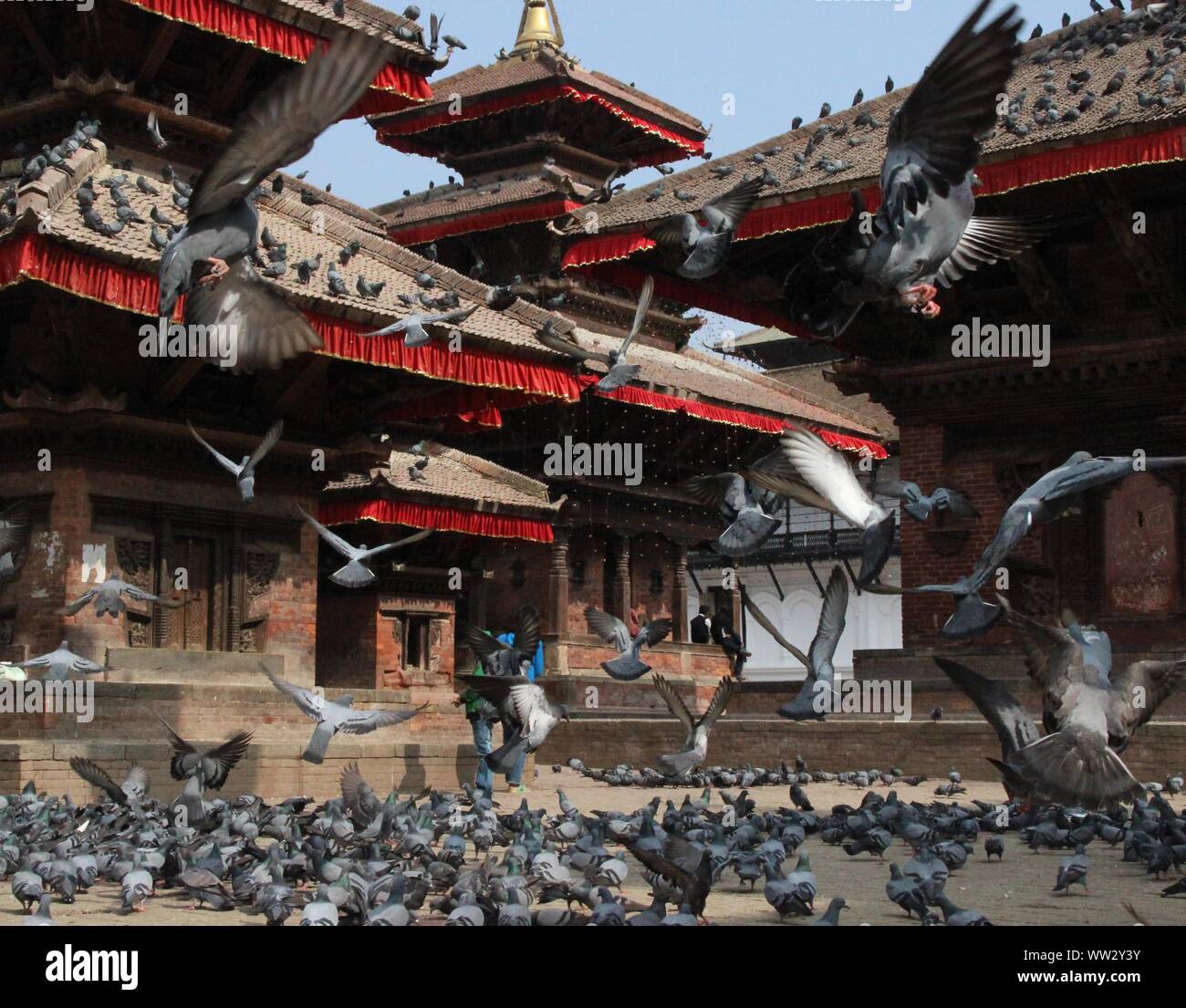 pigeons at durba square in kathmandu nepal Stock Photo - Alamy