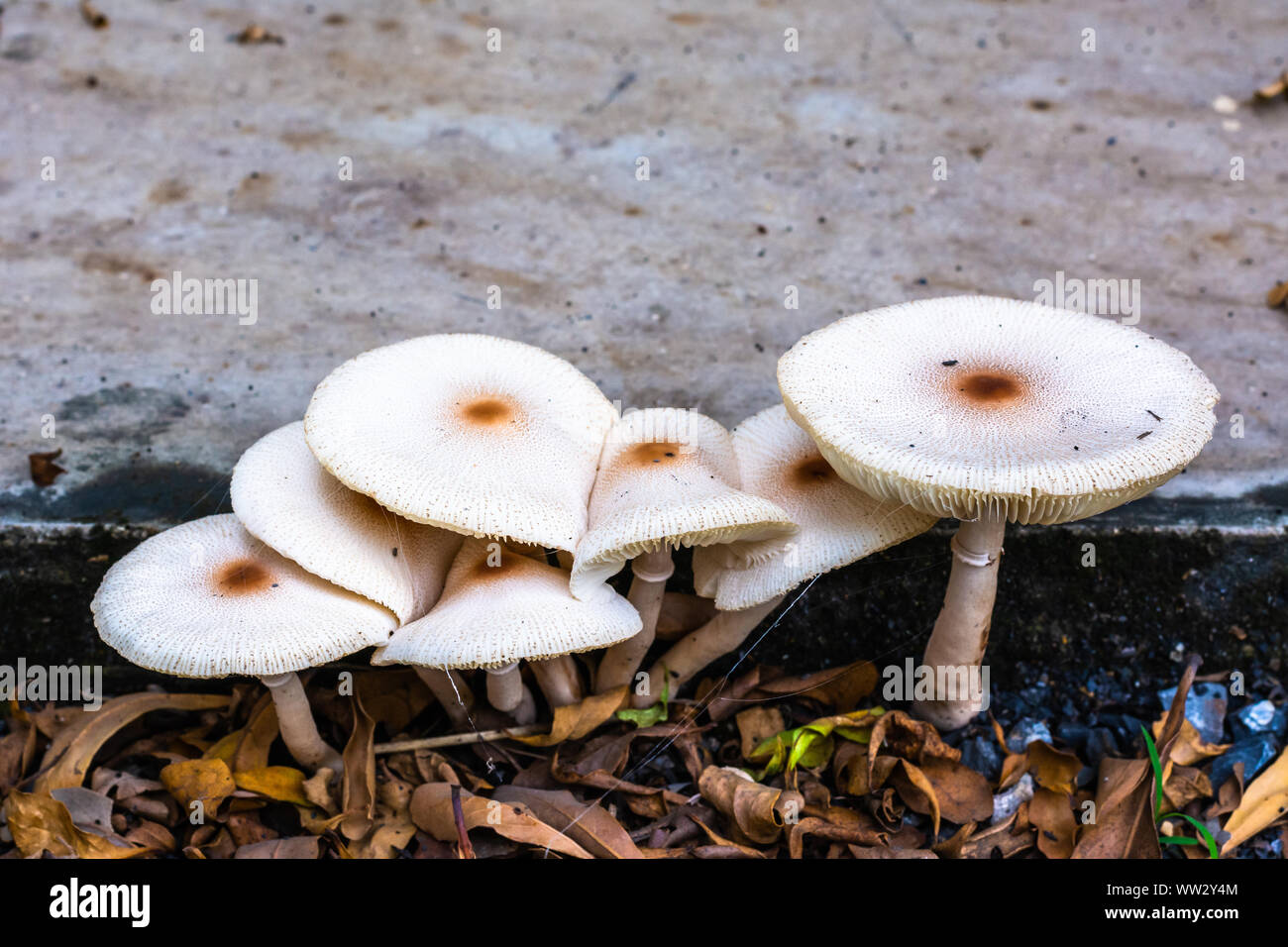 Mushroom bloom hi-res stock photography and images - Alamy