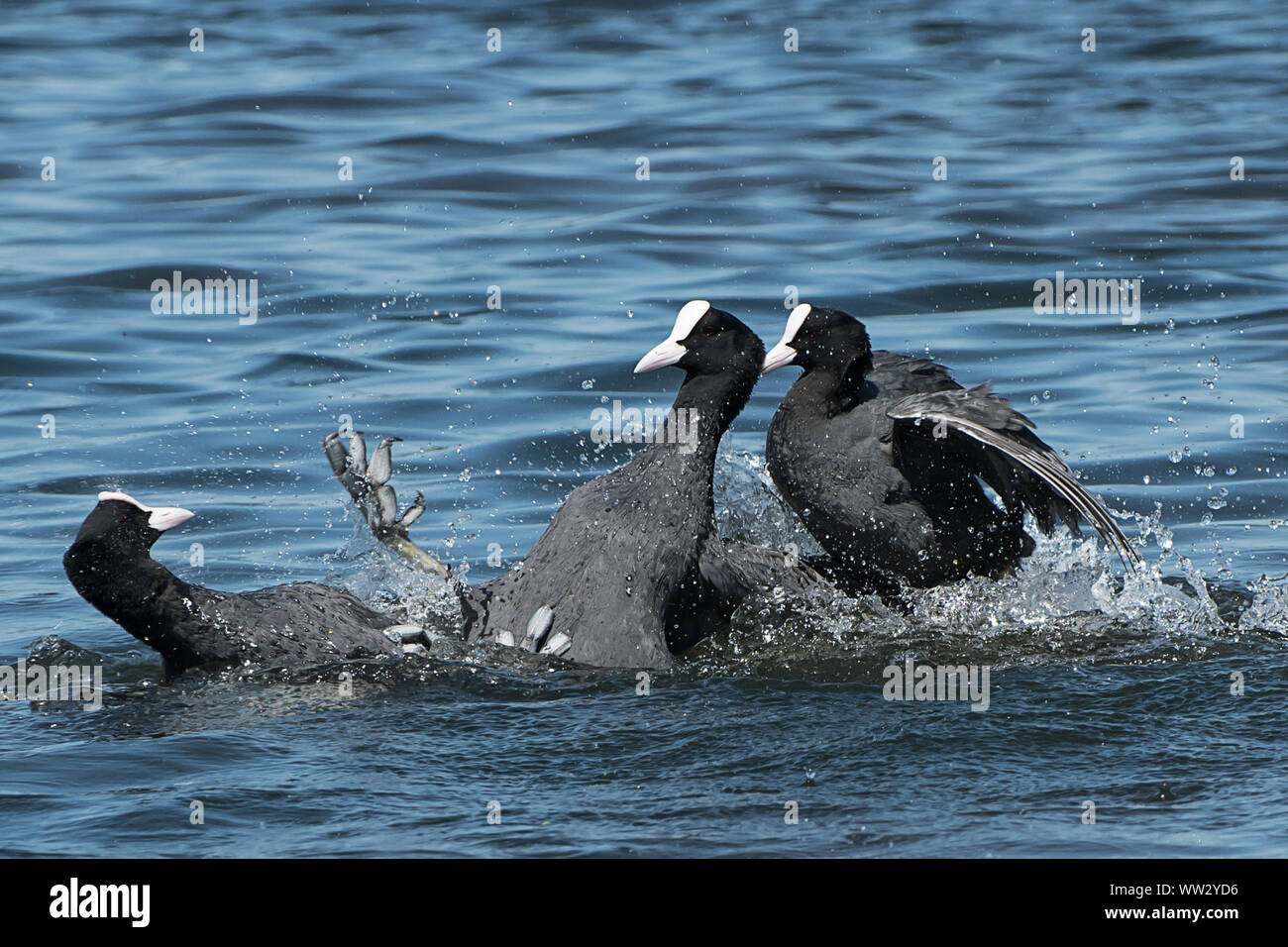 Three American Coots High Resolution Stock Photography and Images - Alamy
