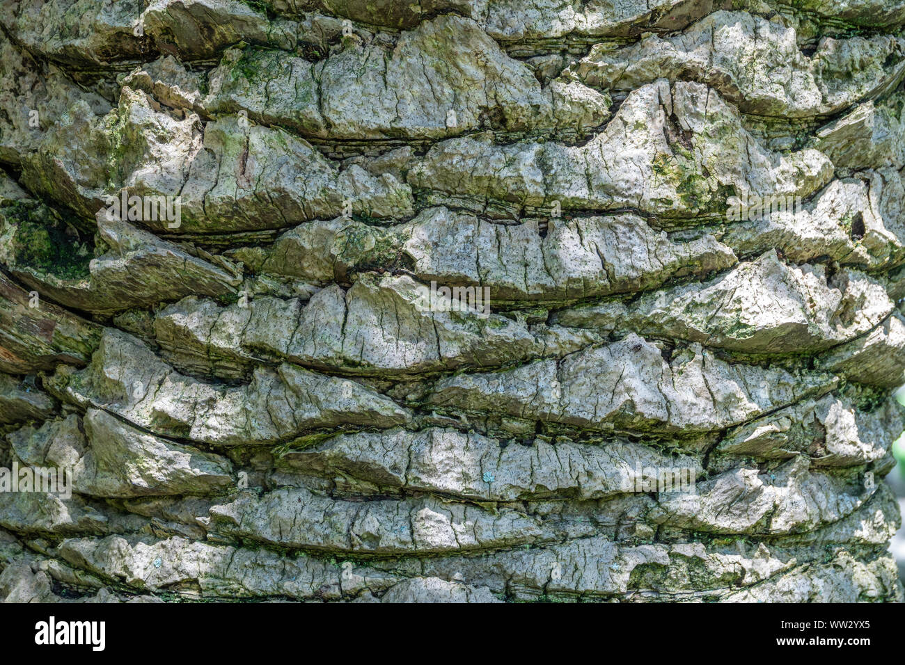 Large trunk of a palm tree with a detailed image of the structure of ...