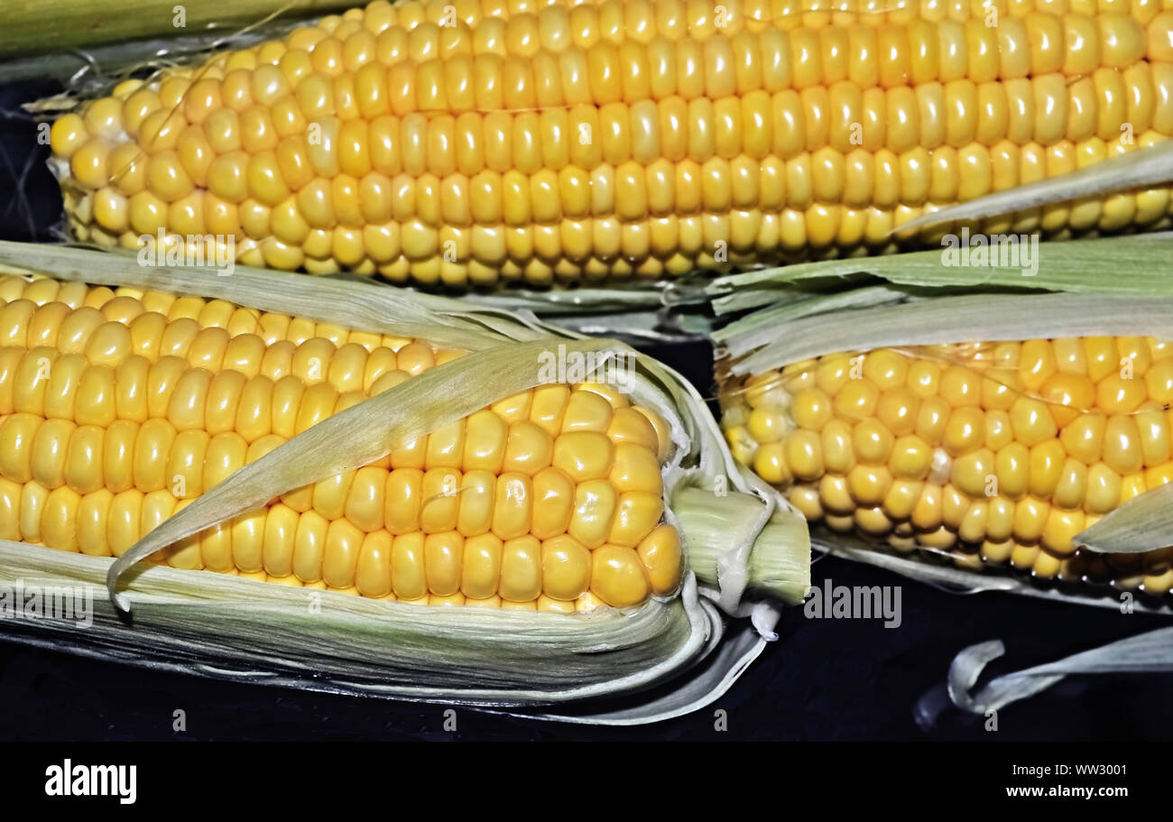 Fresh yellow corn cobs hi-res stock photography and images - Alamy