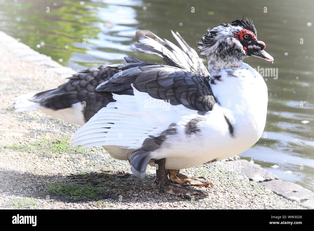 Domestic drake muscovy duck hi-res stock photography and images - Alamy