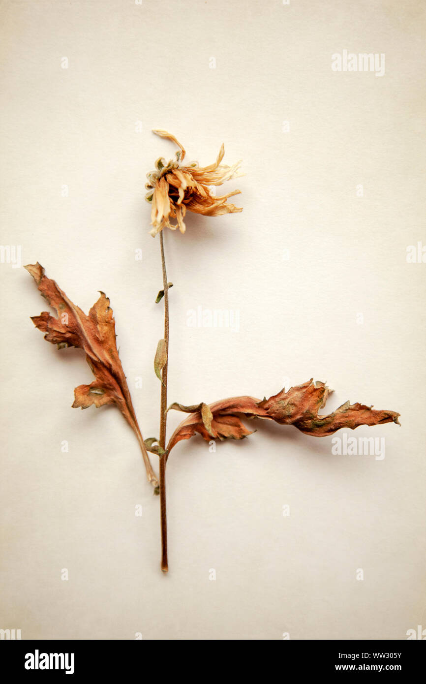 DRied Flower Stem and Leaves Stock Photo - Alamy