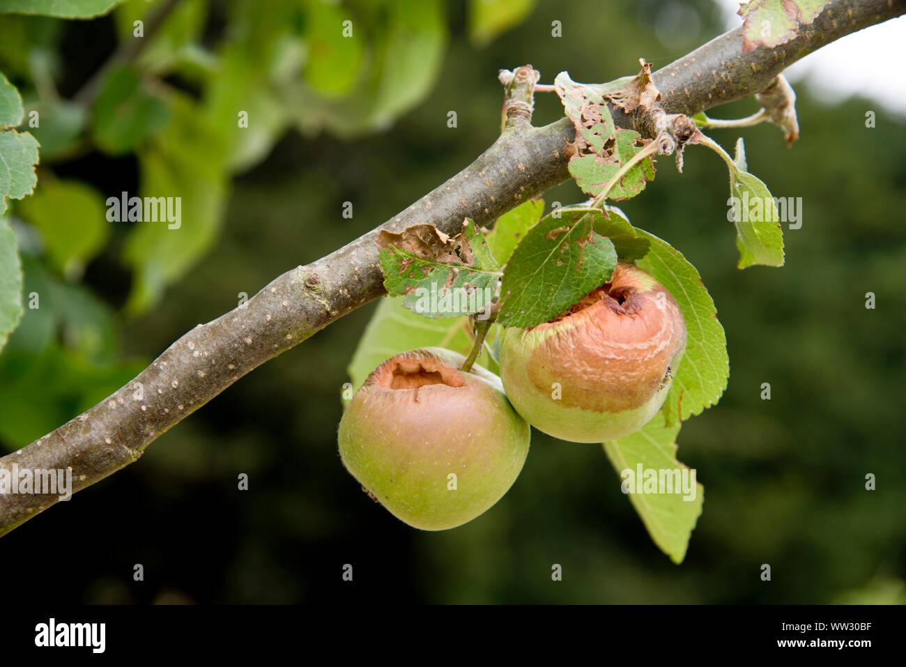 Apple Schoolmaster, showing early signs of brown rot and bird damage ...